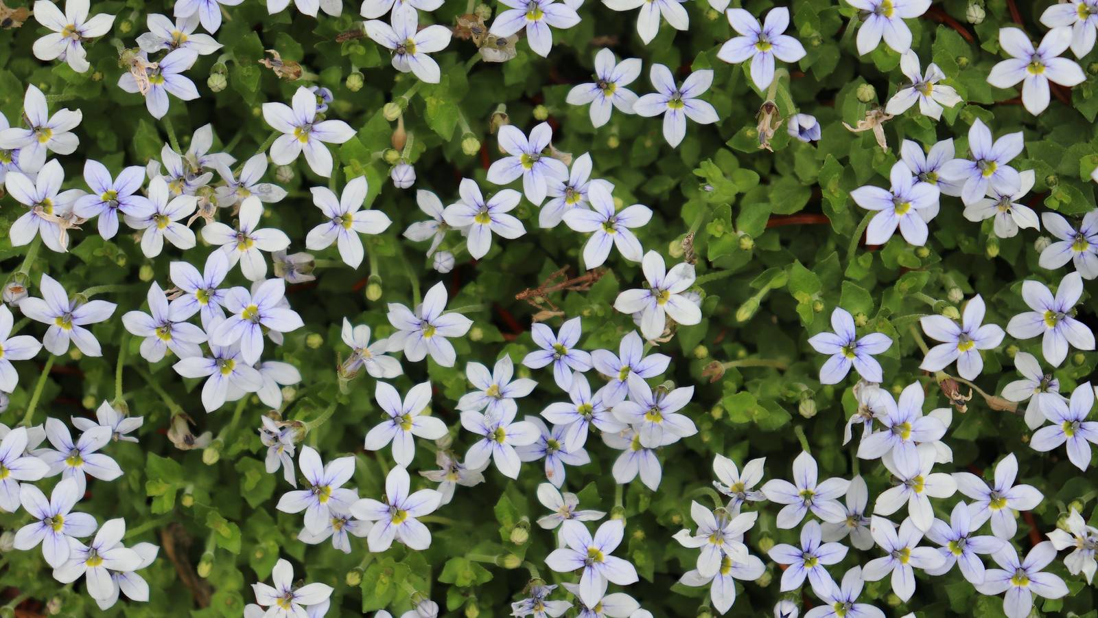 Say Goodbye to Grass! Try These 5 Gorgeous Ground Covers Instead