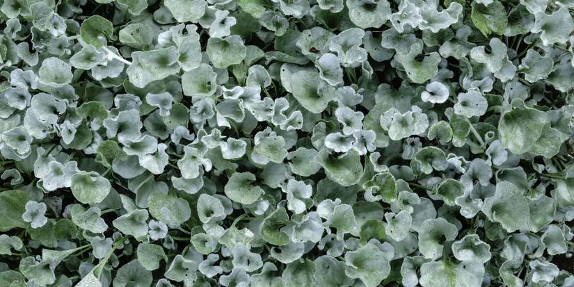 Say Goodbye to Grass! Try These 5 Gorgeous Ground Covers Instead