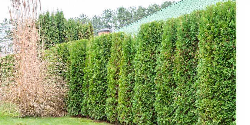 Grow Your Own Privacy: 5 Gorgeous Natural Fences