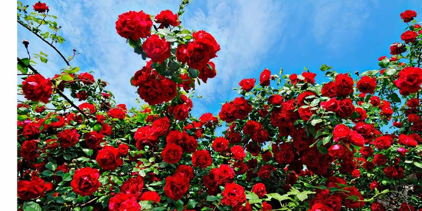 Before Romance Took Over: The True Color History of Roses