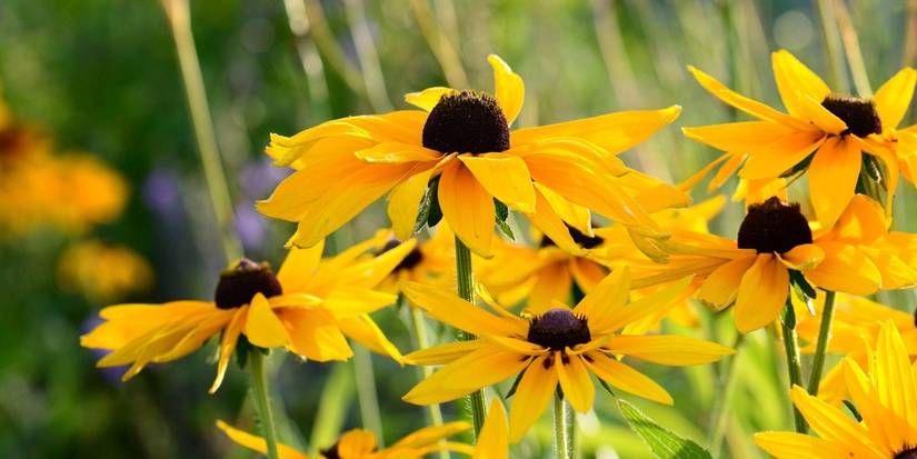Black Eyed Susan: The Story Behind This Unique Flower Name