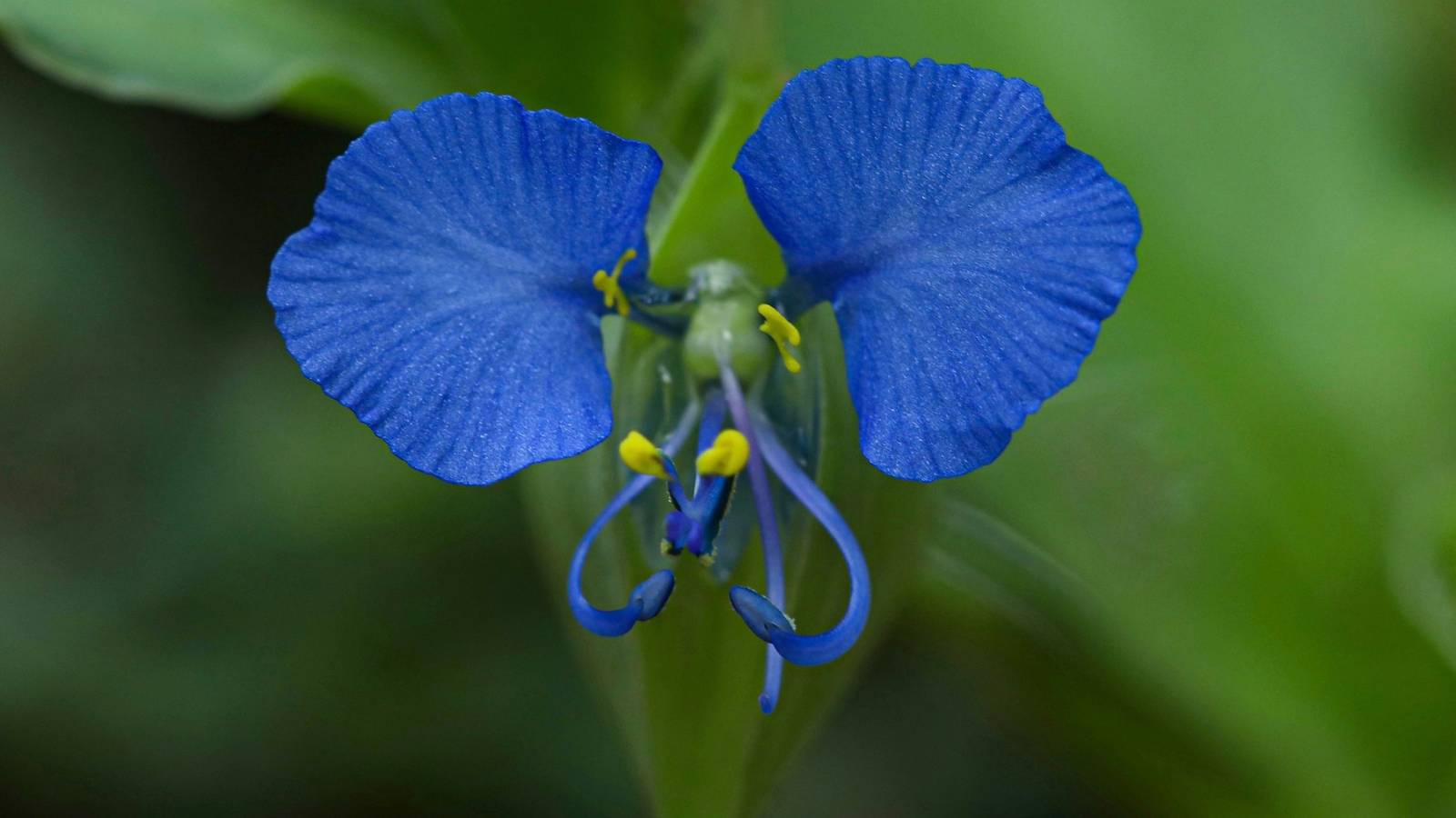 Ephemeral Blooms: Short-Lived Flowers for a Dynamic Garden