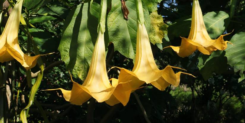 Grow Bidens and Trumps for a More Colorful Garden or Landscaping Project