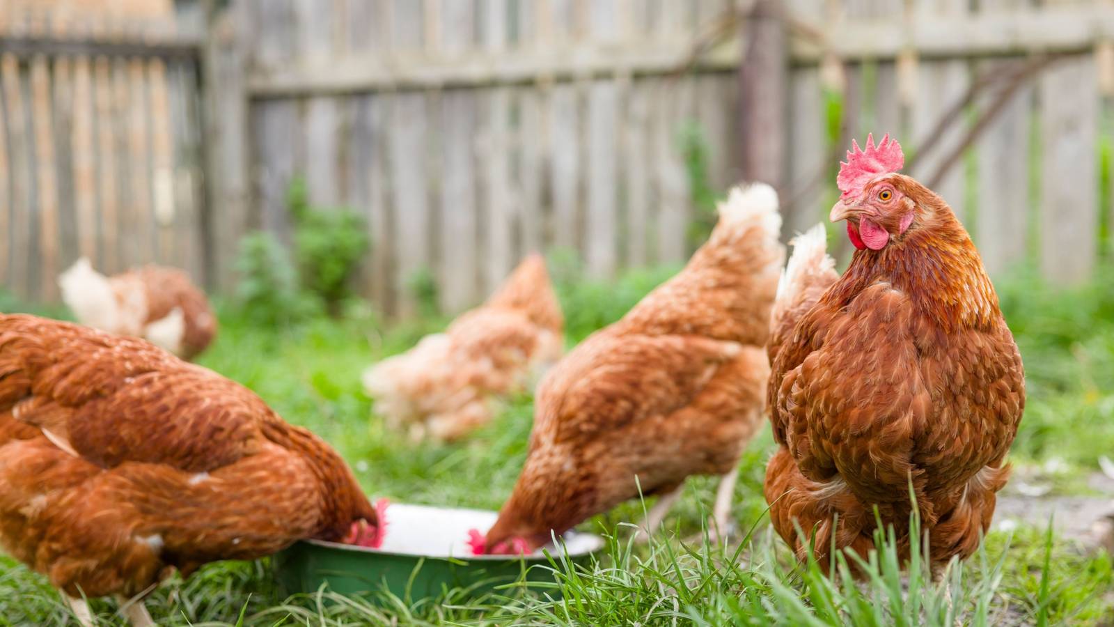Backyard Chickens 101: Breeds, Coops, Feeding, and Health Care