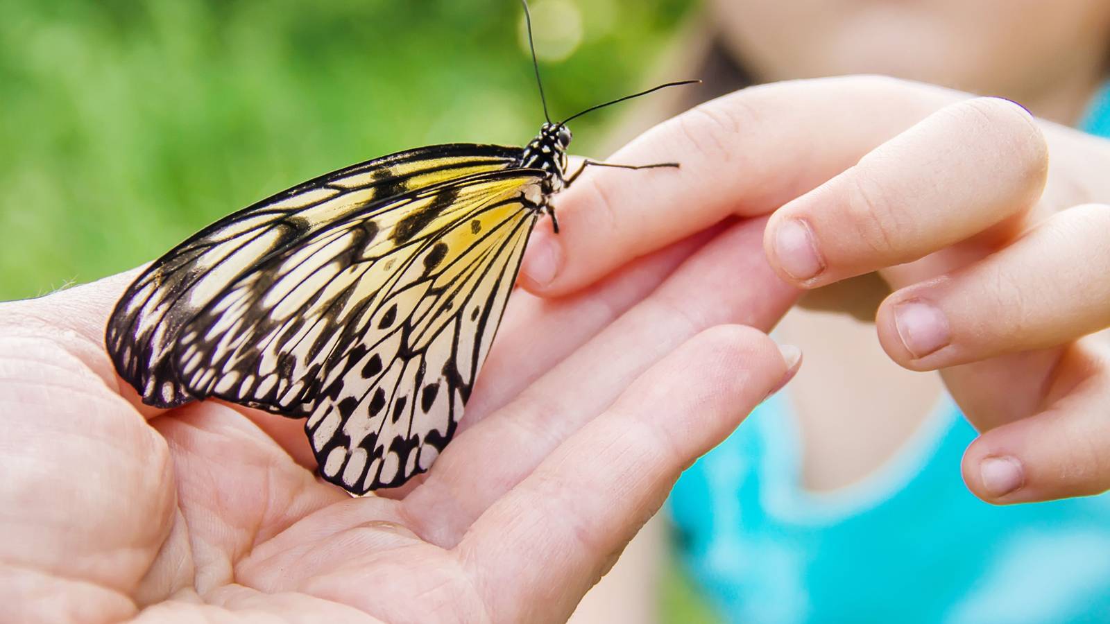 Butterflies Are Disappearing: Causes, Impact, and How to Help