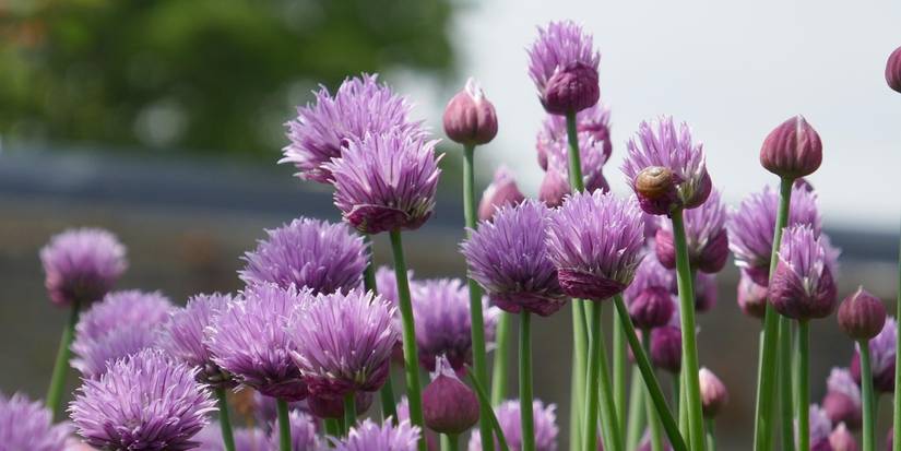 Chive Blossoms: Dig Into Delicious and Healthy Edible Flowers