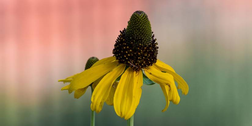Black Eyed Susan: The Story Behind This Unique Flower Name