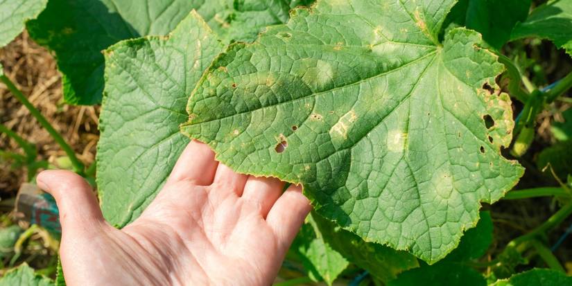 Cucumber Mosaic Virus: Prevention and Control for Healthy Gardens