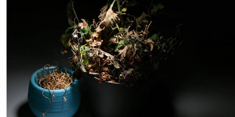 Turn a Dying Plant Into a Thriving Beauty