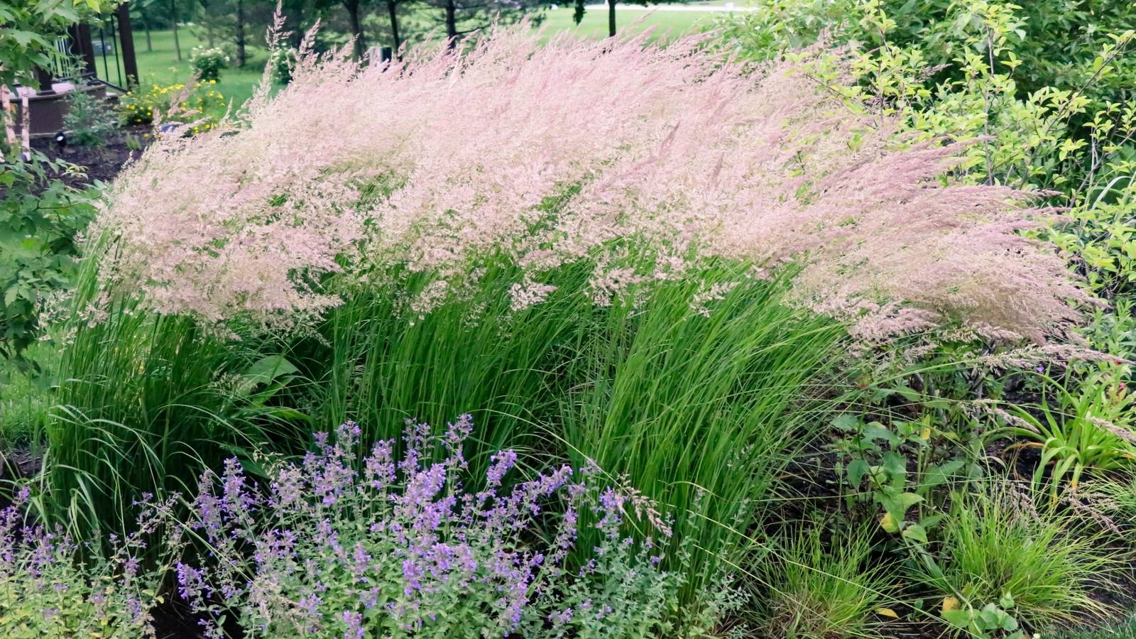 7 Resilient Plants for Windy Gardens: Bend, Don't Break in Storms