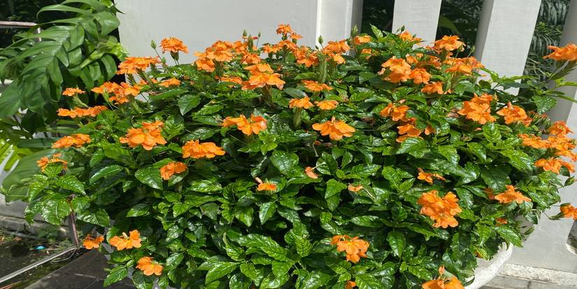 Firecracker Flower: A Vibrant and Unique Addition to Your Garden