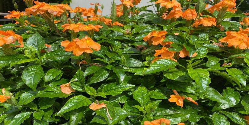 Firecracker Flower: A Vibrant and Unique Addition to Your Garden