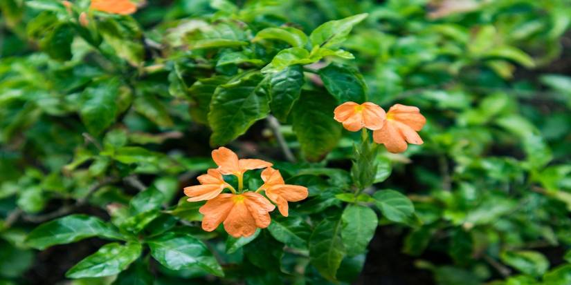 Firecracker Flower: A Vibrant and Unique Addition to Your Garden