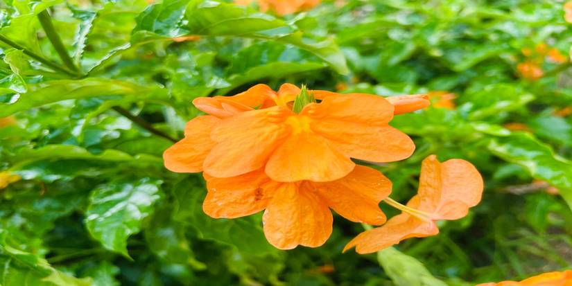 Firecracker Flower: A Vibrant and Unique Addition to Your Garden