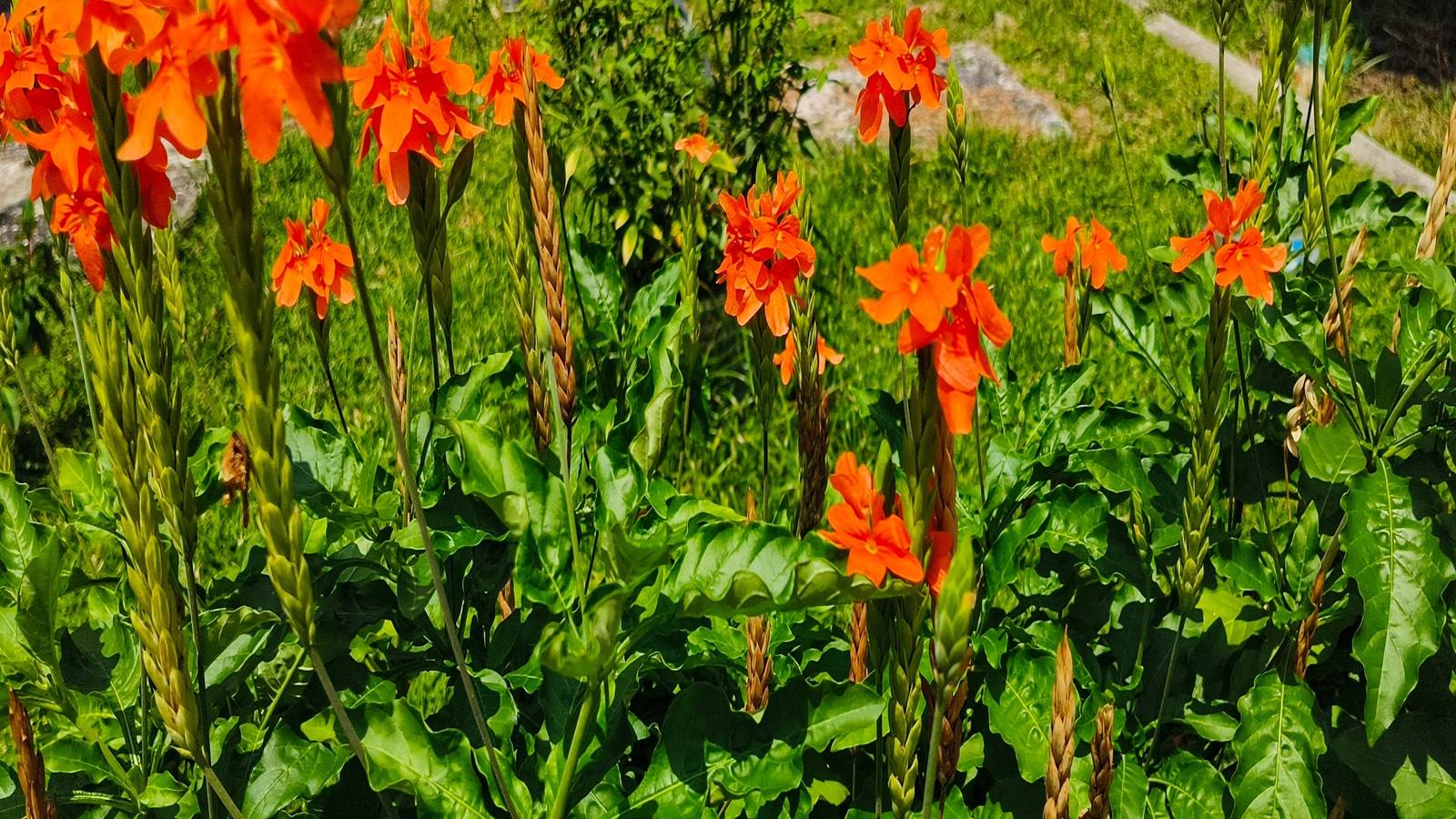 Firecracker Flower: A Vibrant and Unique Addition to Your Garden