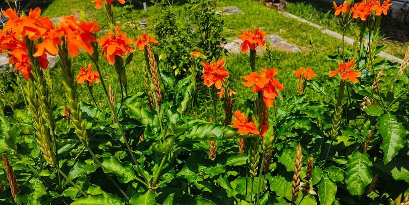 Firecracker Flower: A Vibrant and Unique Addition to Your Garden