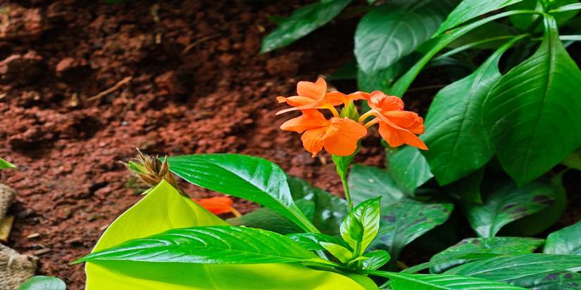 Firecracker Flower: A Vibrant and Unique Addition to Your Garden