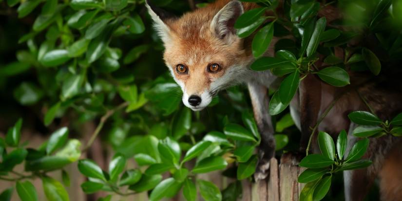 Managing Fox Encounters: Natural Strategies for Spring Garden Harmony
