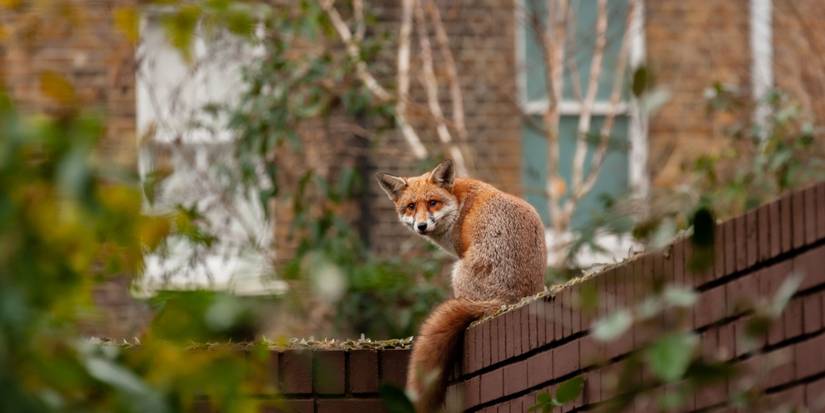 Managing Fox Encounters: Natural Strategies for Spring Garden Harmony