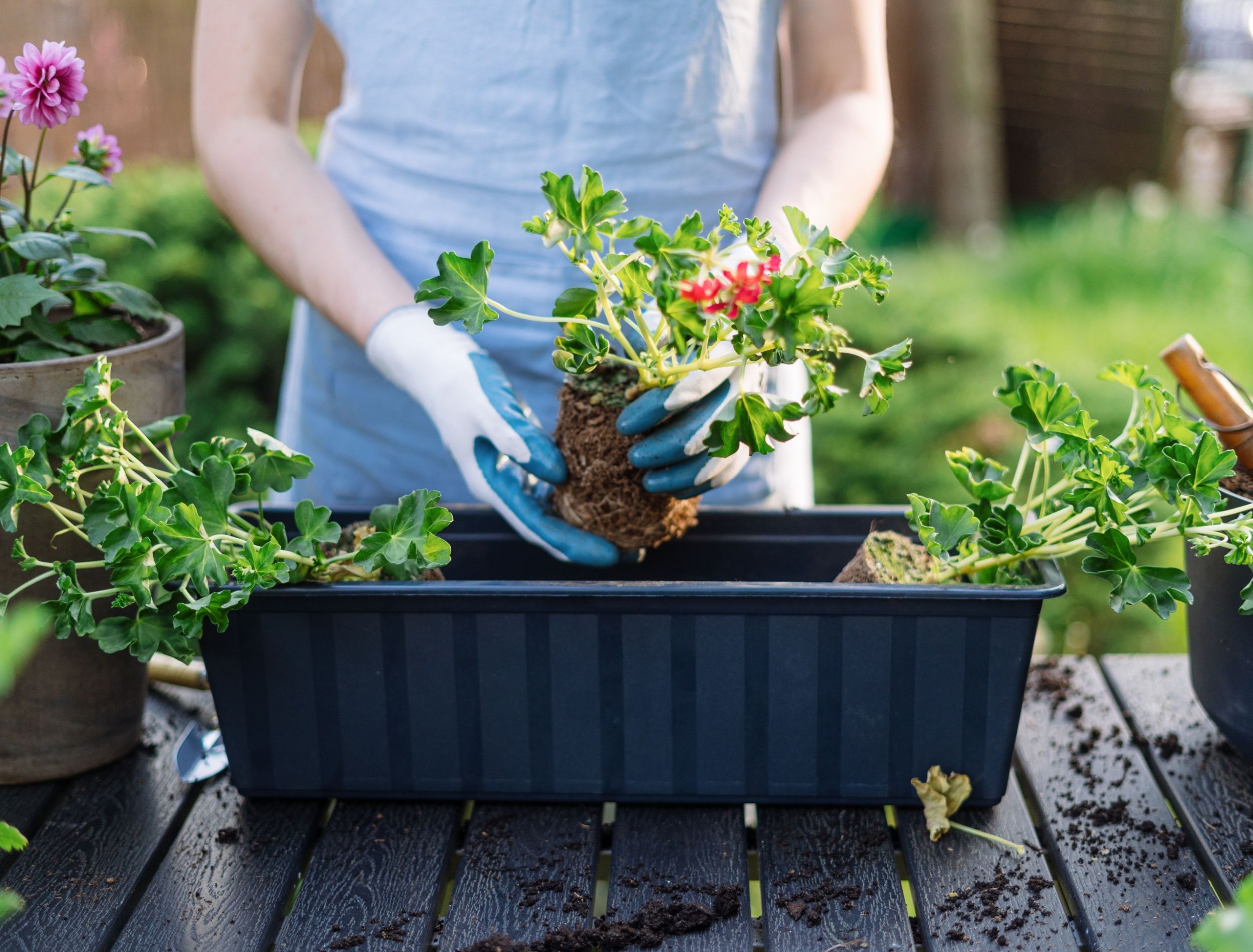 Rule of Three in Gardening: Simple Design for a Balanced Look