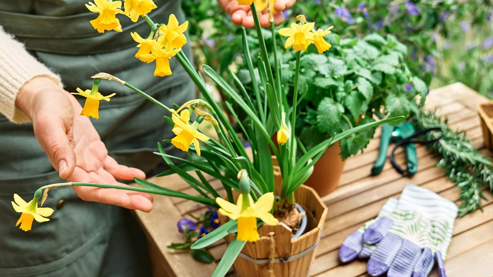 Tragic Floral Legends: Love, Loss, and Myth in Every Bloom