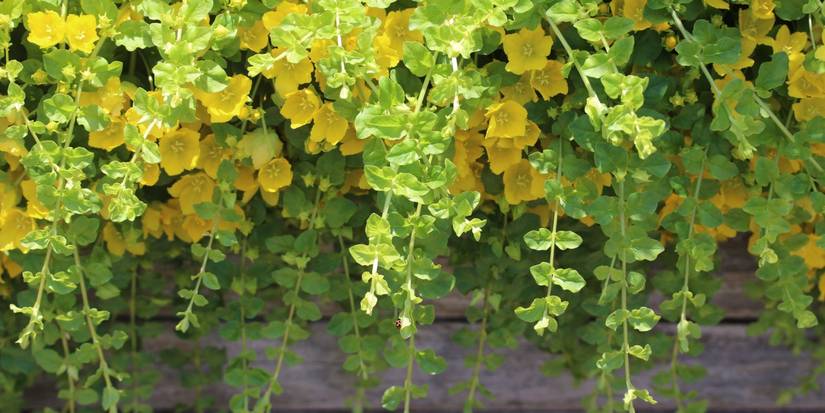 Stunning Cascading Plants for a Waterfall Effect in the Garden
