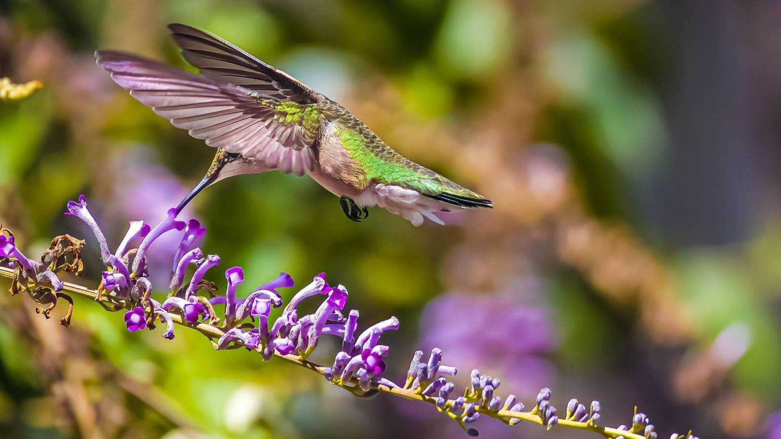 Grow These 5 Perennials for a Blooming Hummingbird Wonderland!