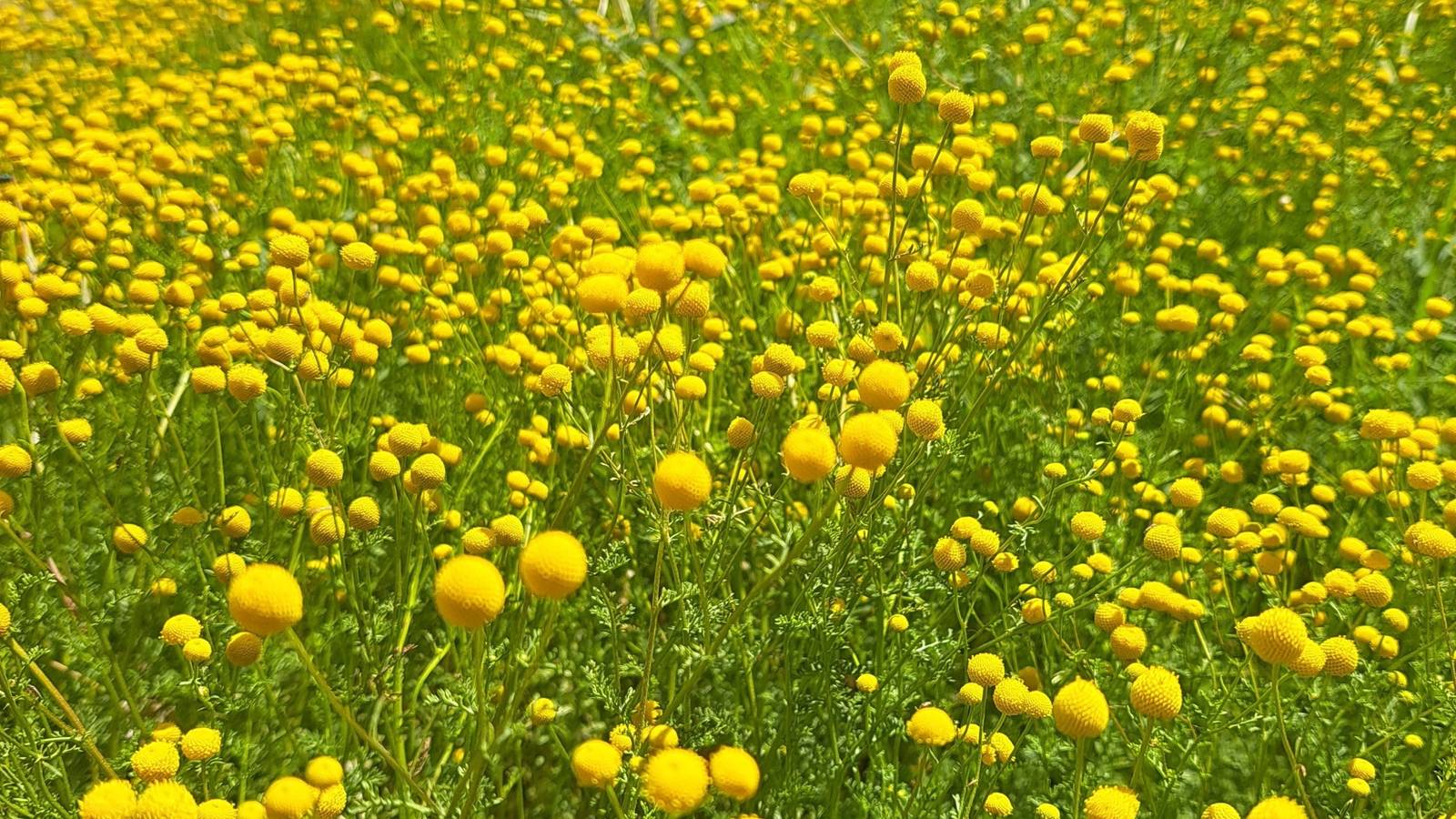 Stinknet Invasion: Dangers, Wildfire Risks, and Removal Strategies
