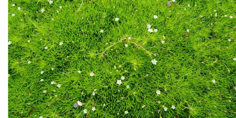 Say Goodbye to Grass! Try These 5 Gorgeous Ground Covers Instead