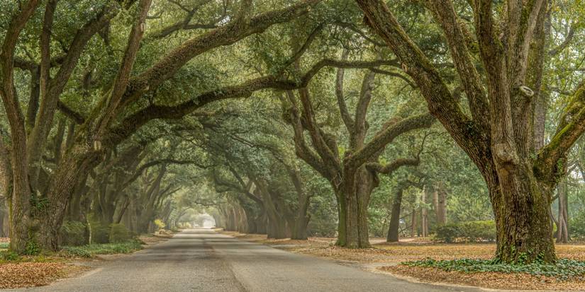 Tree Canopies and Well-Being: Landscape to Improve Health