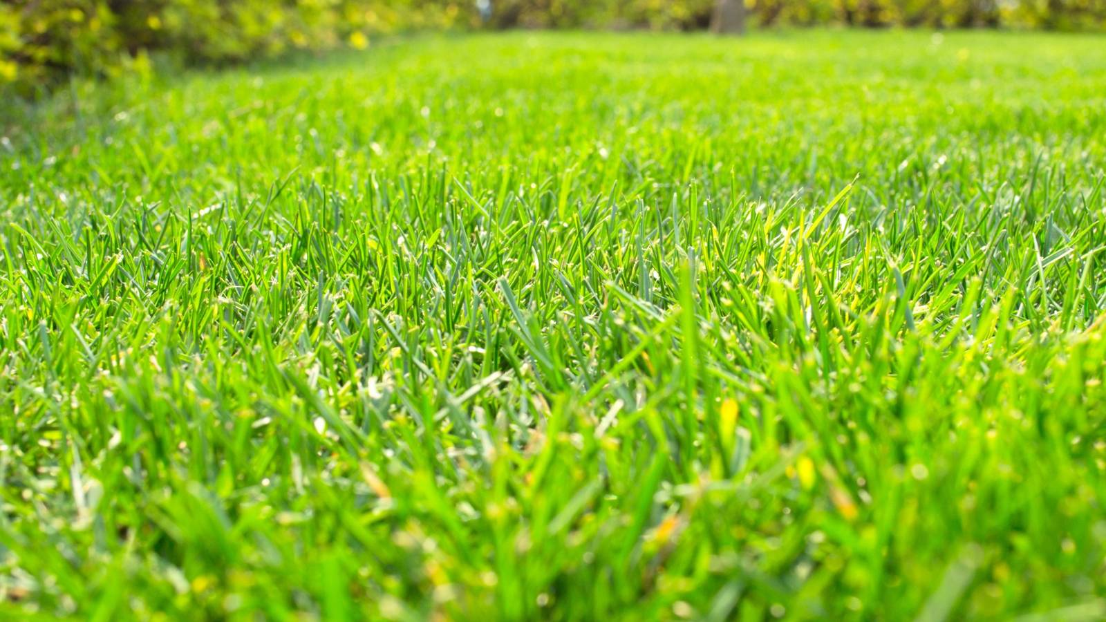 Your Barefoot Guide to the Softest Lawn Grasses