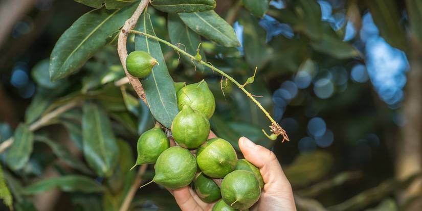 Which Nut Trees Are Perfect For March Planting?