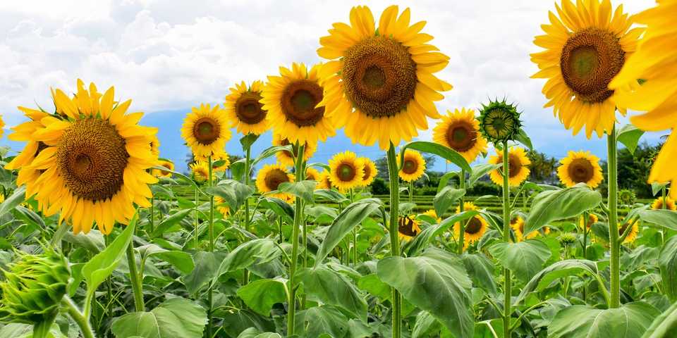 Want Huge Sunflowers? Master the Art of Growing Giant Sunflowers