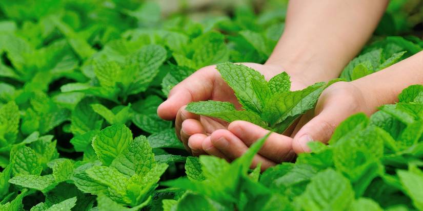 Harvest and Feast: Five Fresh Garden Picks That Upgrade Your Picnic