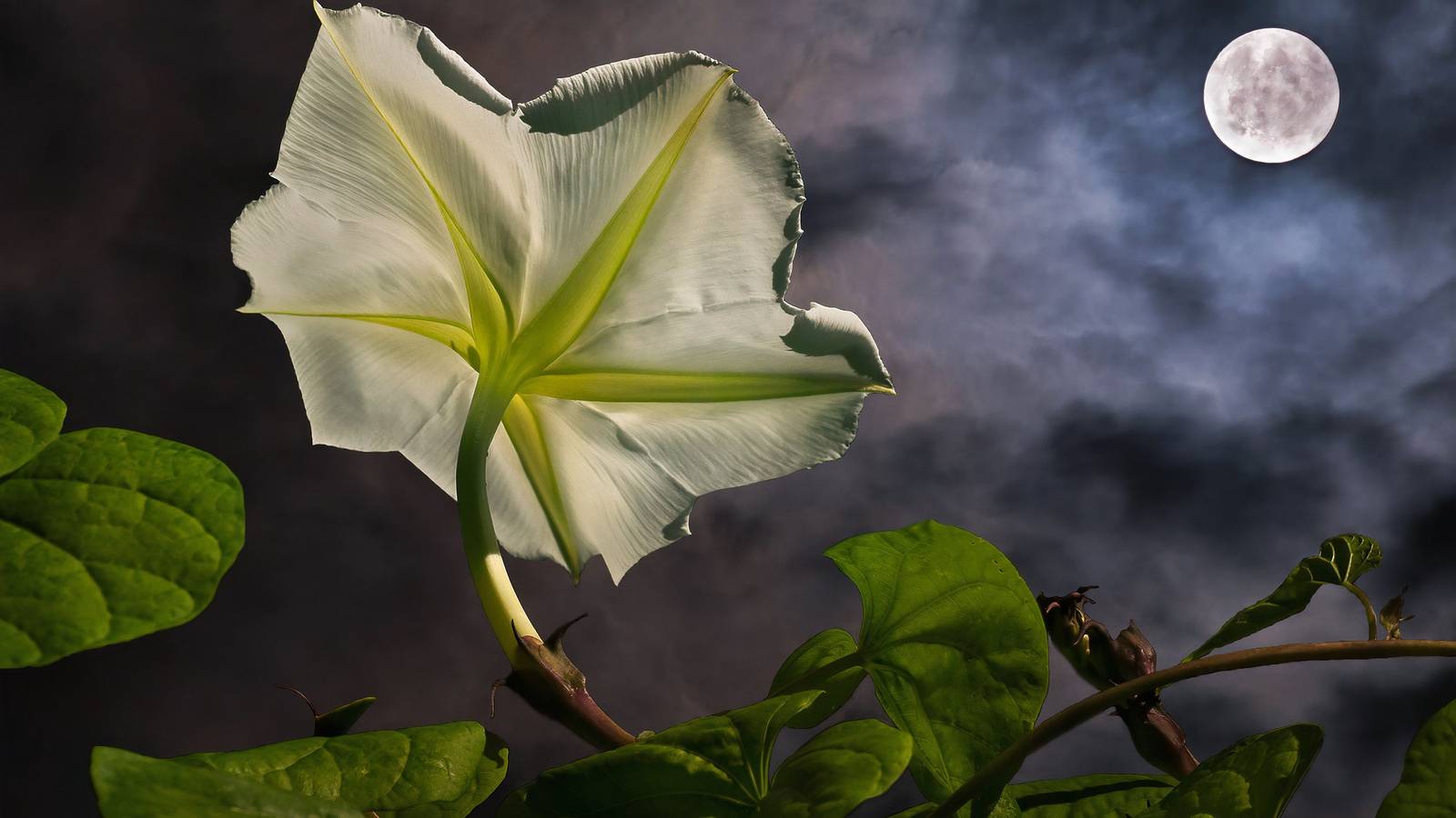 Moon Garden: White Perennials For a Luminous Glow
