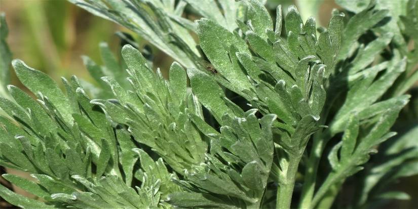 Spring Weed Invasion: How to Identify and Remove Stubborn Perennial Weeds
