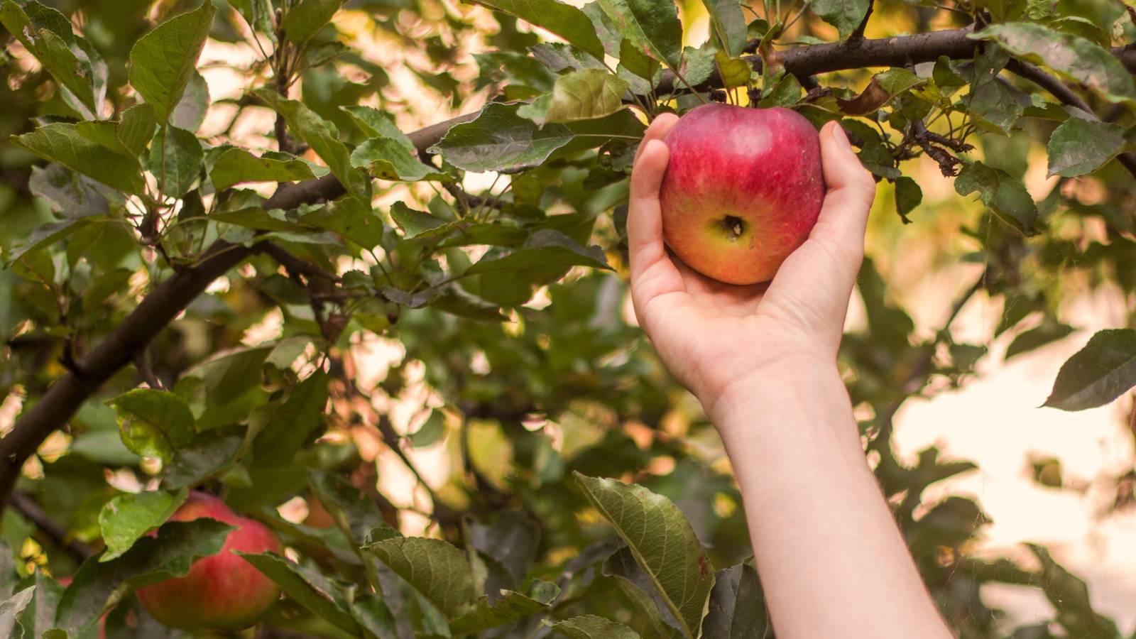 The Story of Johnny Appleseed and His Apple-Growing Impact