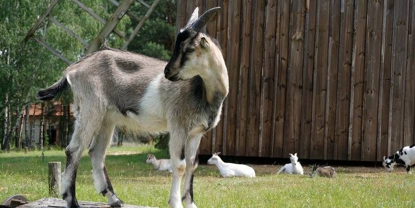 Raising Backyard Goats: What You Need to Know Before You Start