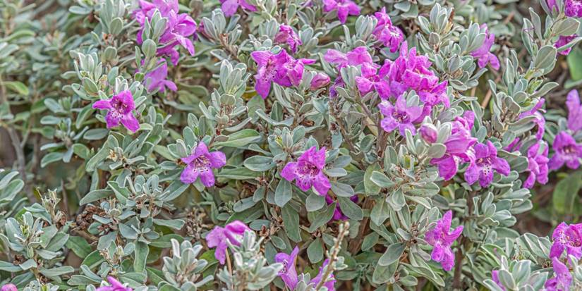 5 Gorgeous Low-Maintenance Plants That Almost Take Care of Themselves