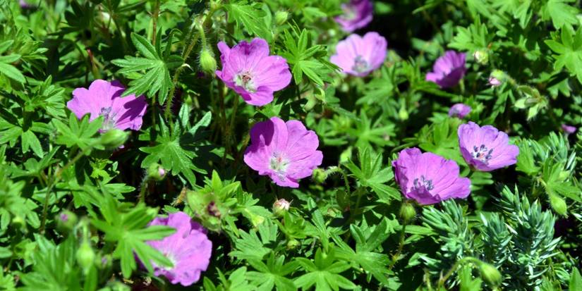 Ditch the Weeds! 5 Groundcover Perennials for a Lush, Weed-Free Garden