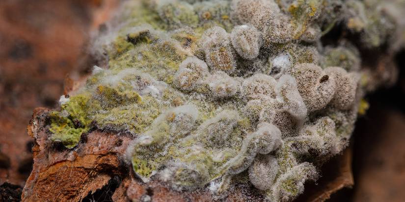 How to Detect and Eliminate Hidden Mold in Your Home