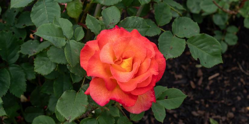 The Ultimate Guide to Types of Roses That Thrive in Your Climate