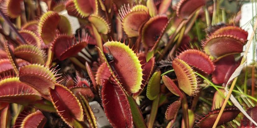 Venus Fly Traps and Pitcher Plants: How to Grow Carnivorous Plants