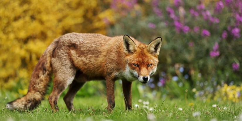 Managing Fox Encounters: Natural Strategies for Spring Garden Harmony
