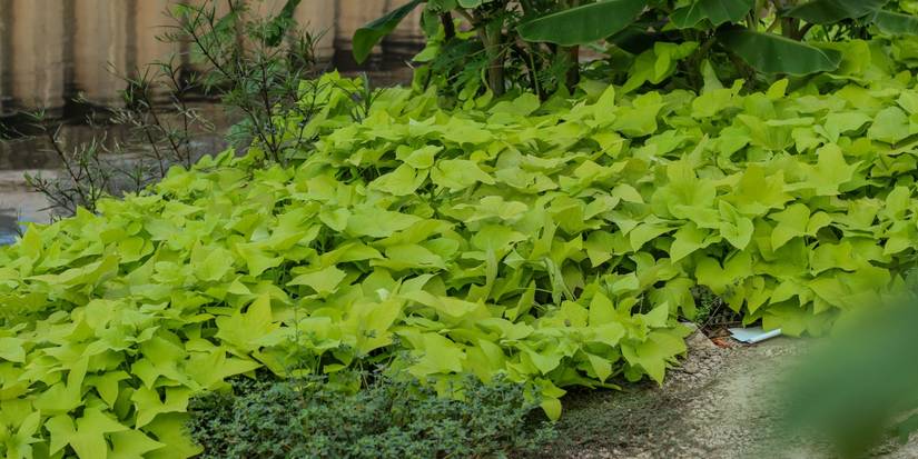 Stunning Cascading Plants for a Waterfall Effect in the Garden