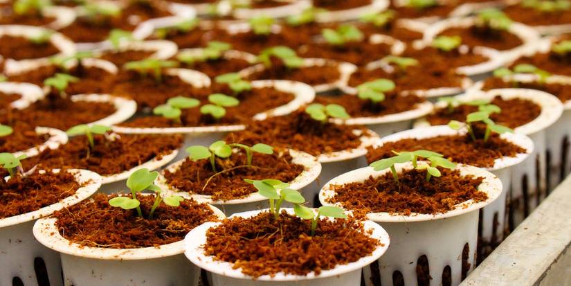 Plant Seeds in Cardboard Rolls: Eco-Friendly Gardening