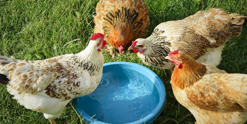 Backyard Chickens 101: Breeds, Coops, Feeding, and Health Care
