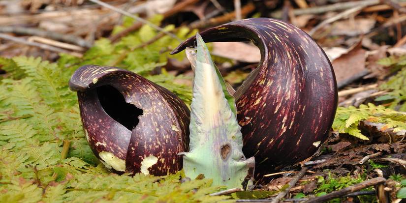 Nature’s Stinkiest: Five Plants With Unbearable Smell