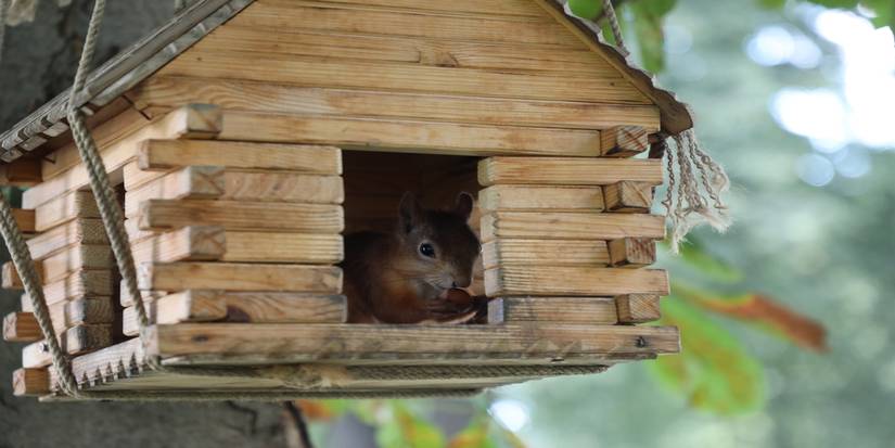 The Charm of Squirrel Houses: Enhancing Your Backyard With Wildlife