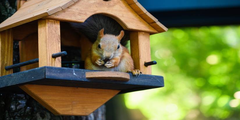 The Charm of Squirrel Houses: Enhancing Your Backyard With Wildlife